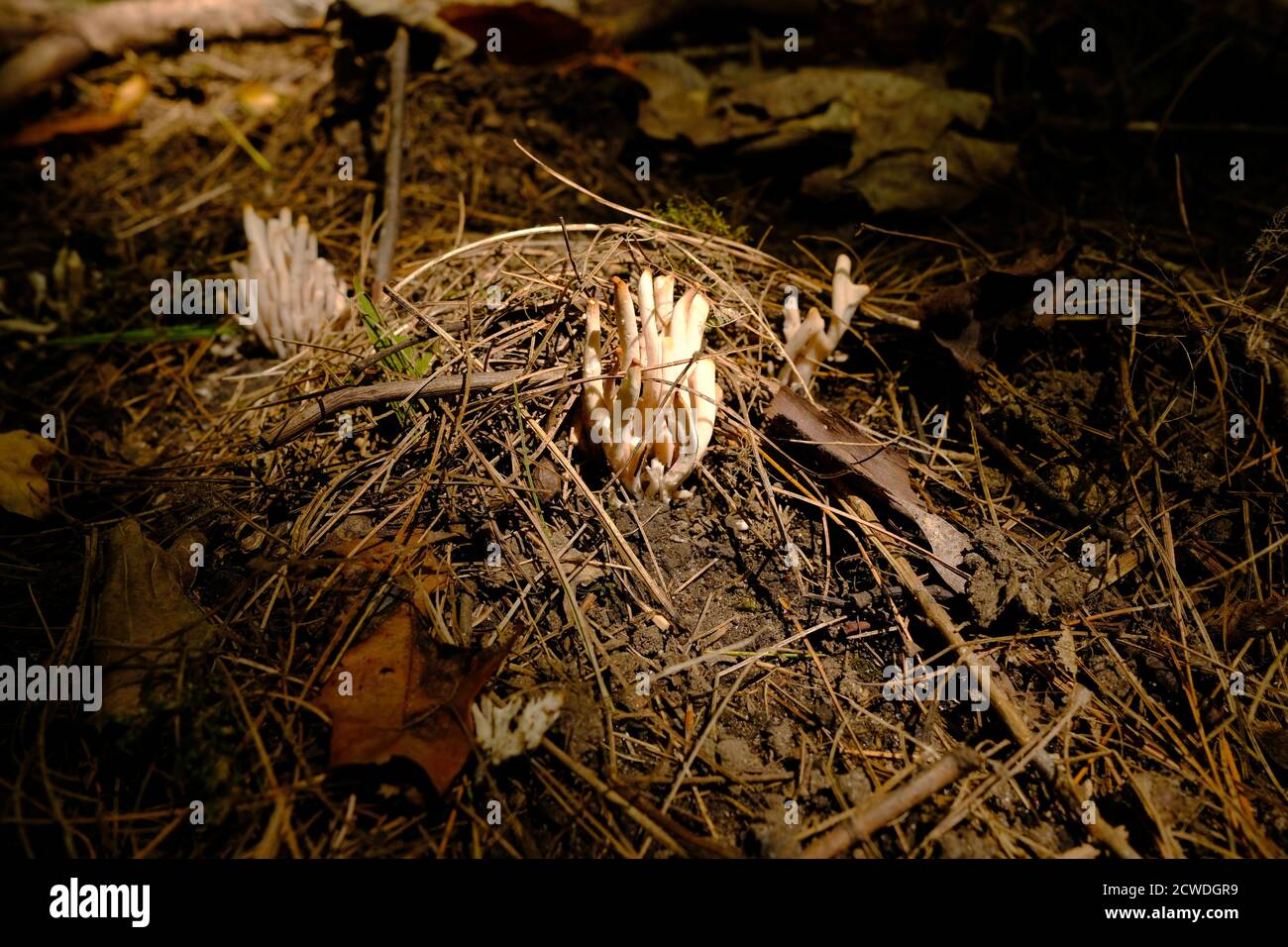 Champignon Corail Blanc Banque d'image et photos - Alamy