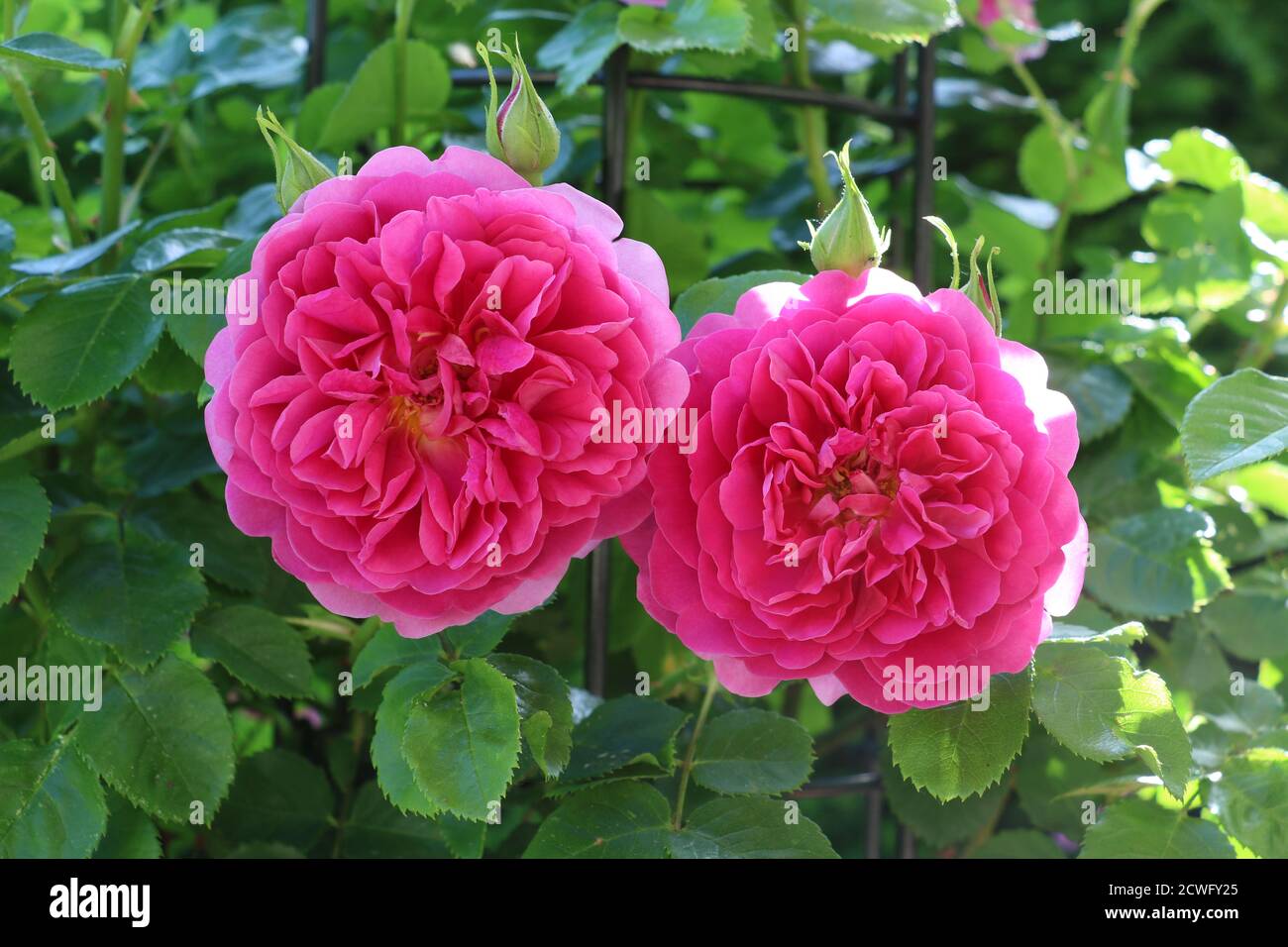 Princess anne rose Banque de photographies et d’images à haute ...