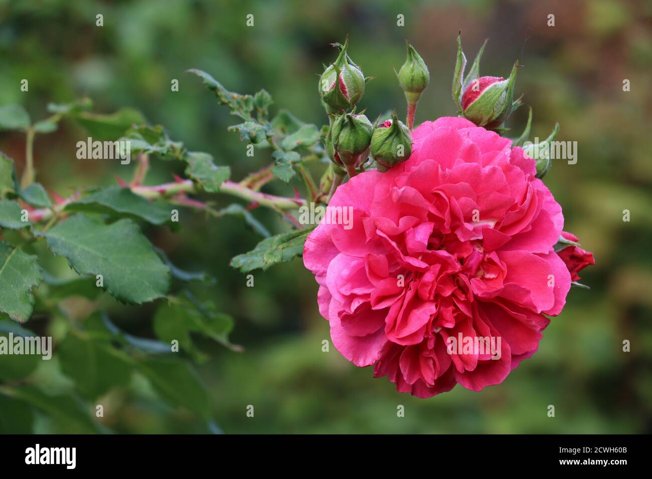 Rosarium uetersen rose Banque de photographies et d’images à haute ...
