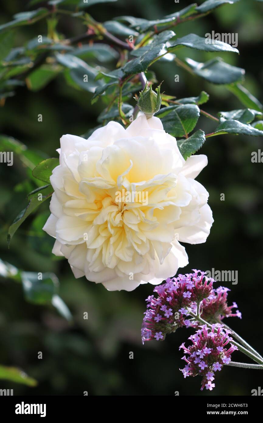 Rose anglaise Banque de photographies et d’images à haute résolution ...
