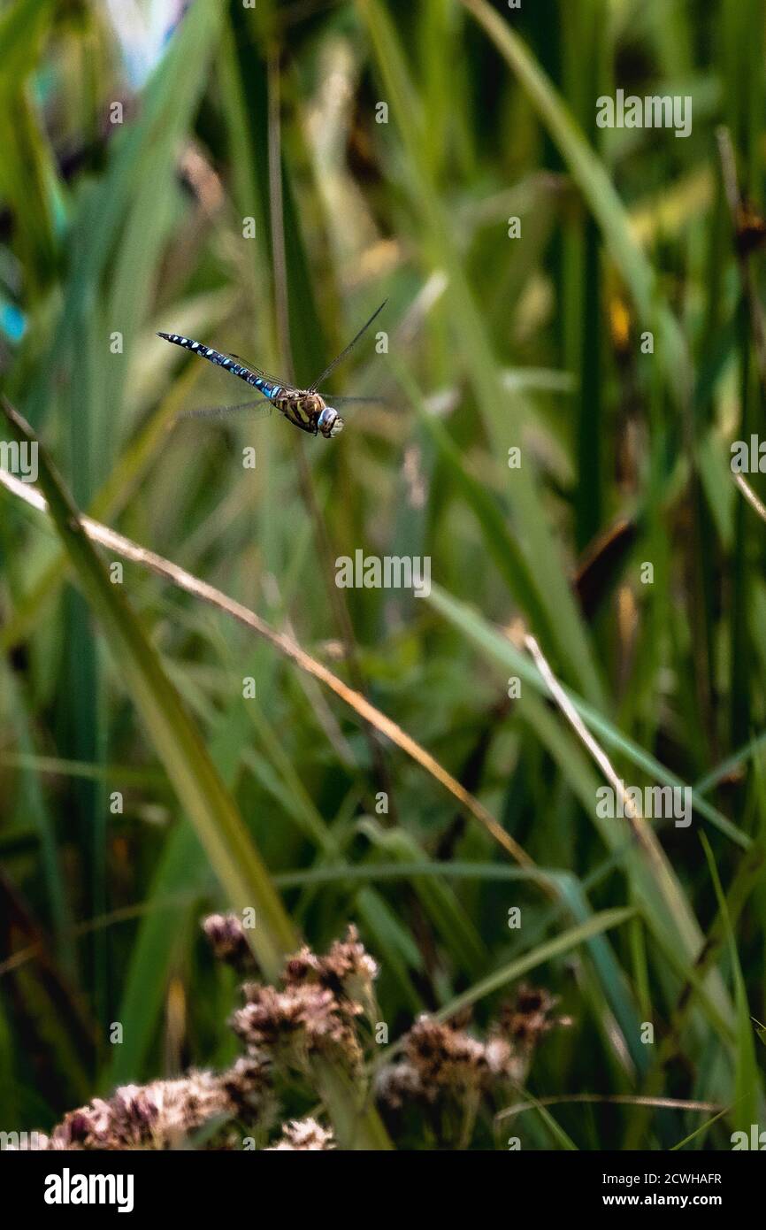 Libellule volante Banque de photographies et d’images à haute ...