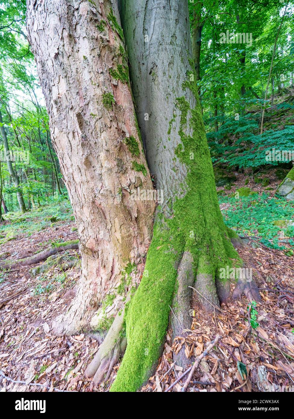 Duous tree Banque de photographies et d’images à haute résolution - Alamy