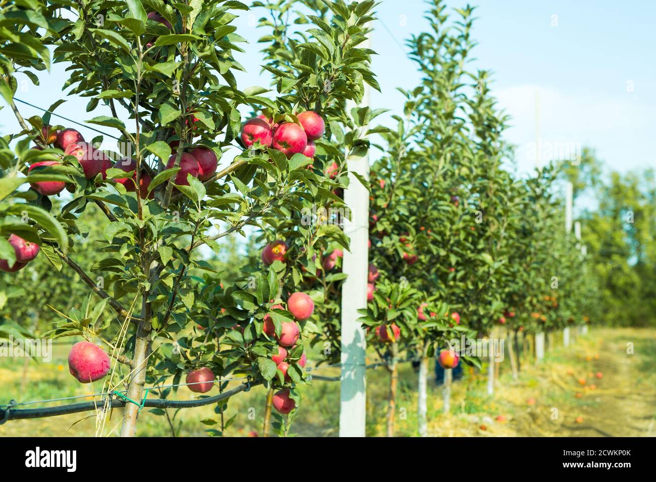 faire pousser des pommes dans un grand verger de pommes Photo Stock - Alamy