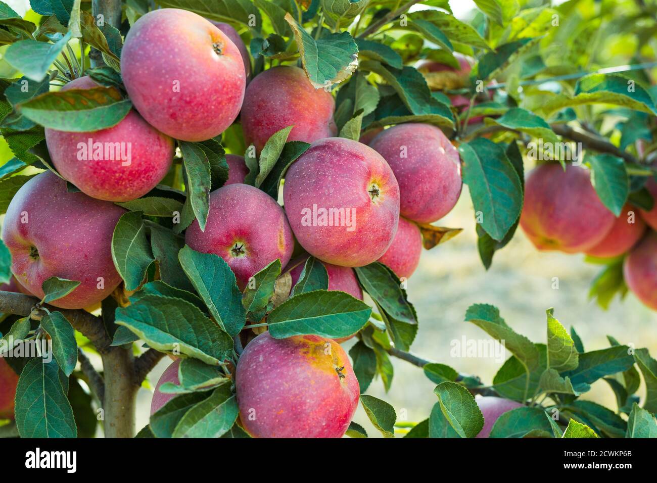 faire pousser des pommes dans un grand verger de pommes Photo Stock - Alamy