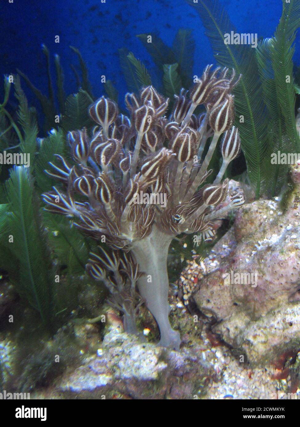 Heteroxenia sp Banque de photographies et d’images à haute résolution ...