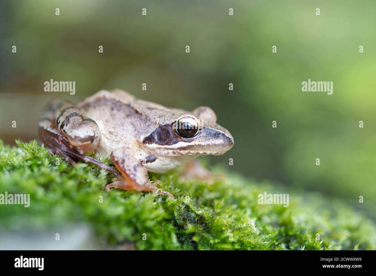 Rana dalmatina Banque de photographies et d’images à haute résolution ...