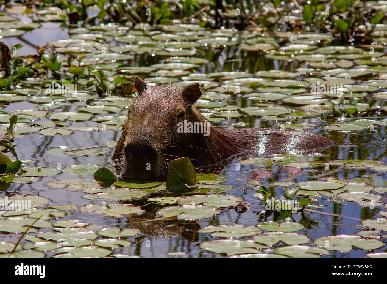 Ibera park Banque de photographies et d’images à haute résolution - Alamy