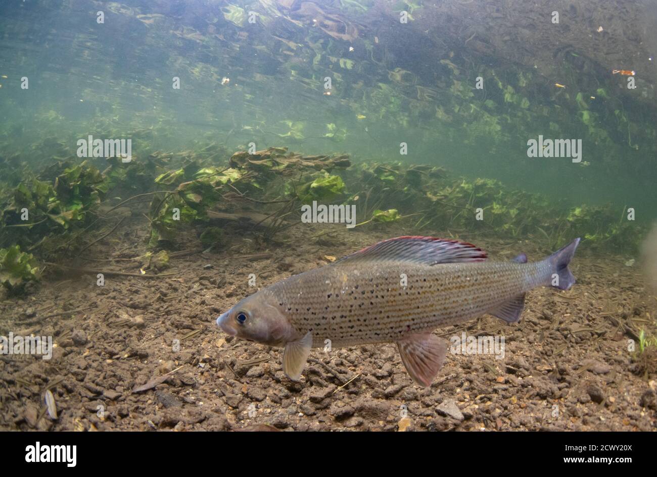 Thymallus thymallus Banque de photographies et d’images à haute ...