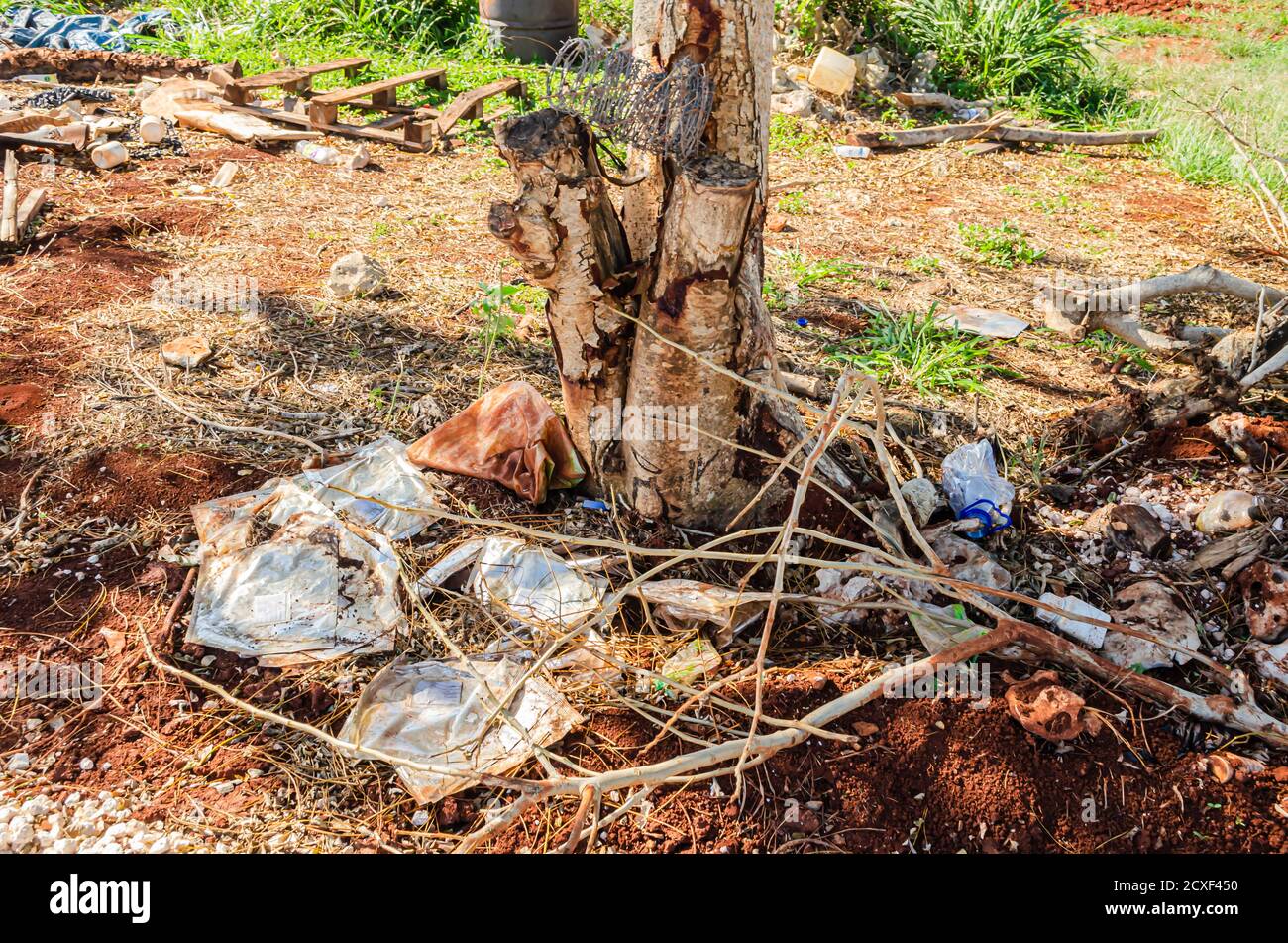 Shak shak tree Banque de photographies et d’images à haute résolution ...