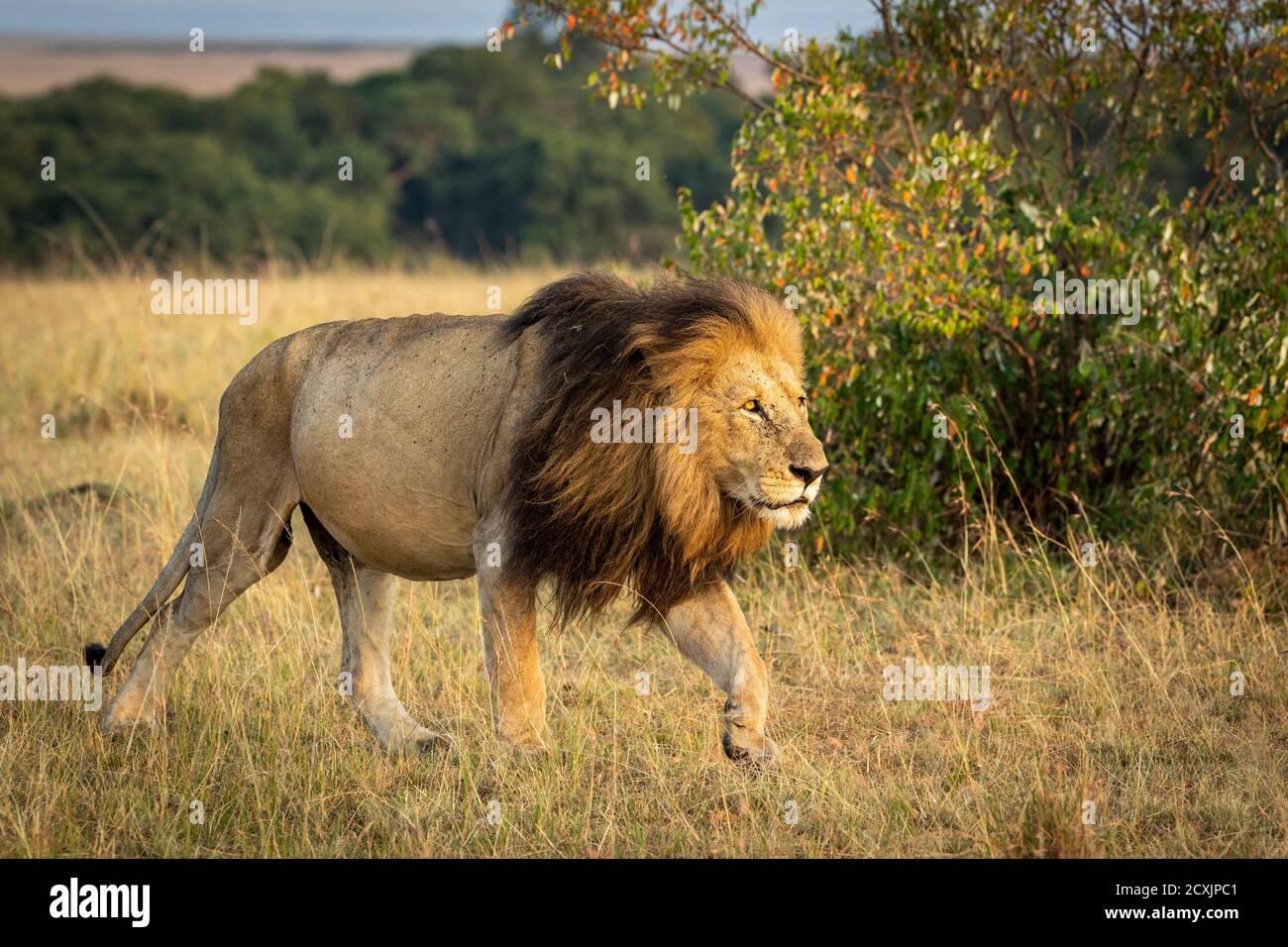 Afrique afrique lion queue chat félin Banque de photographies et d ...