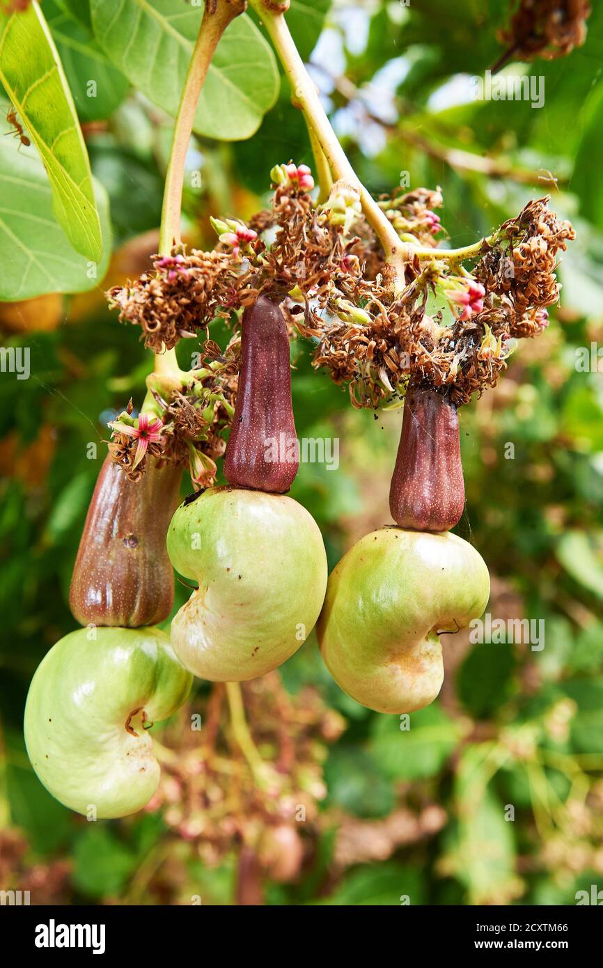 Vue rapprochée des fruits à noix de cajou accrochés aux branches des ...