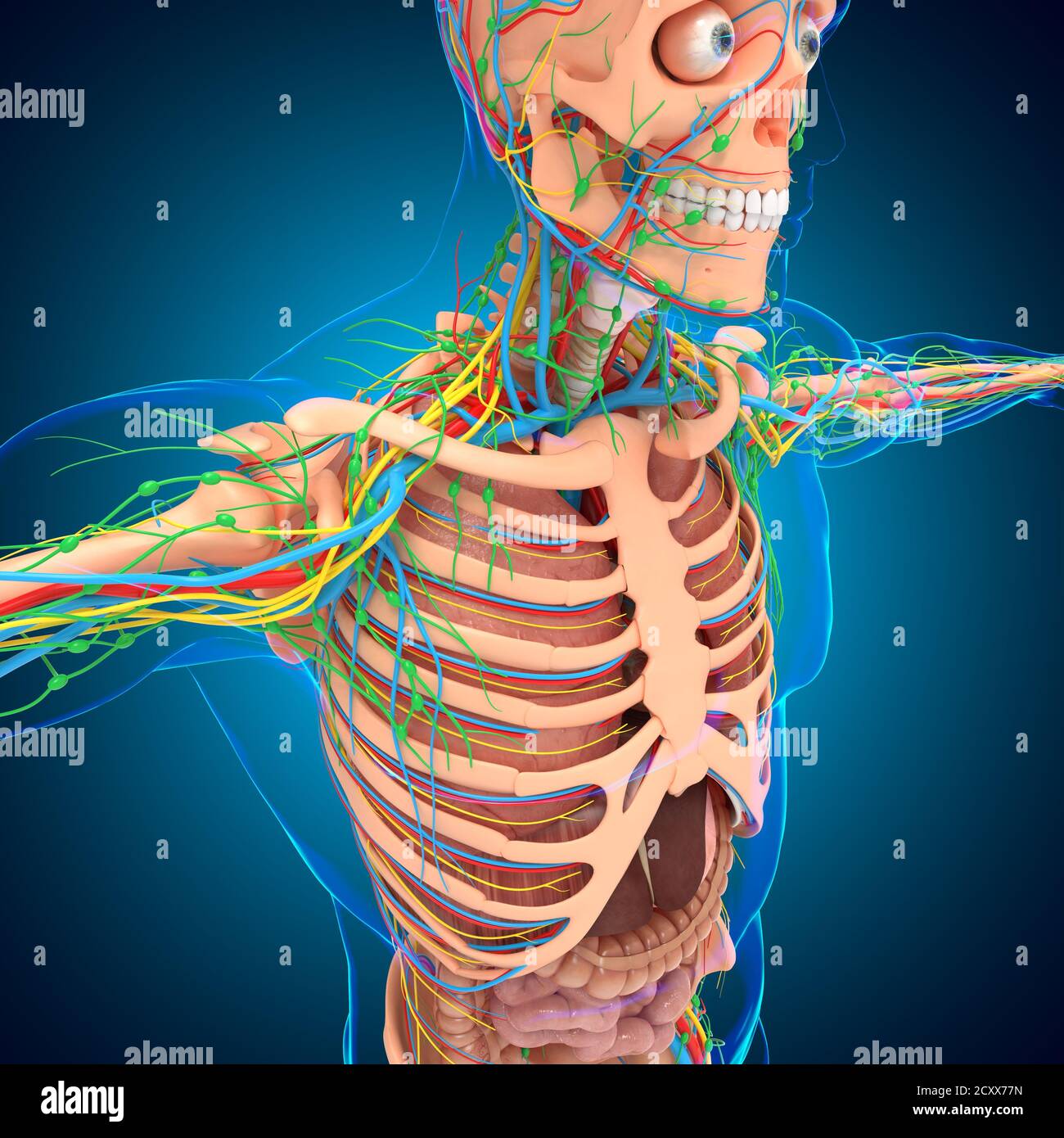 Anatomie humaine pour le concept médical Illustration 3D Photo Stock ... Anatomie humaine pour le concept médical Illustration 3D Photo Stock ...