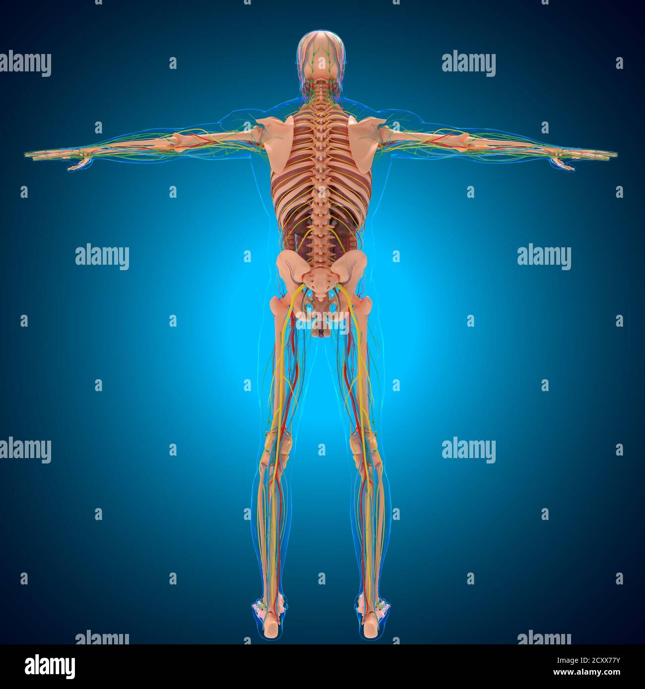 Anatomie humaine pour le concept médical Illustration 3D Photo Stock ...