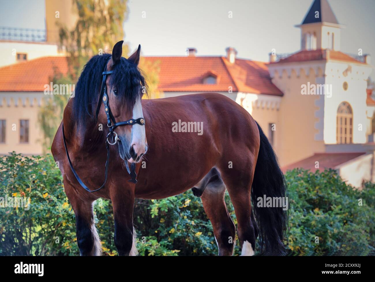 Russian heavy draft horse Banque de photographies et d’images à haute ...