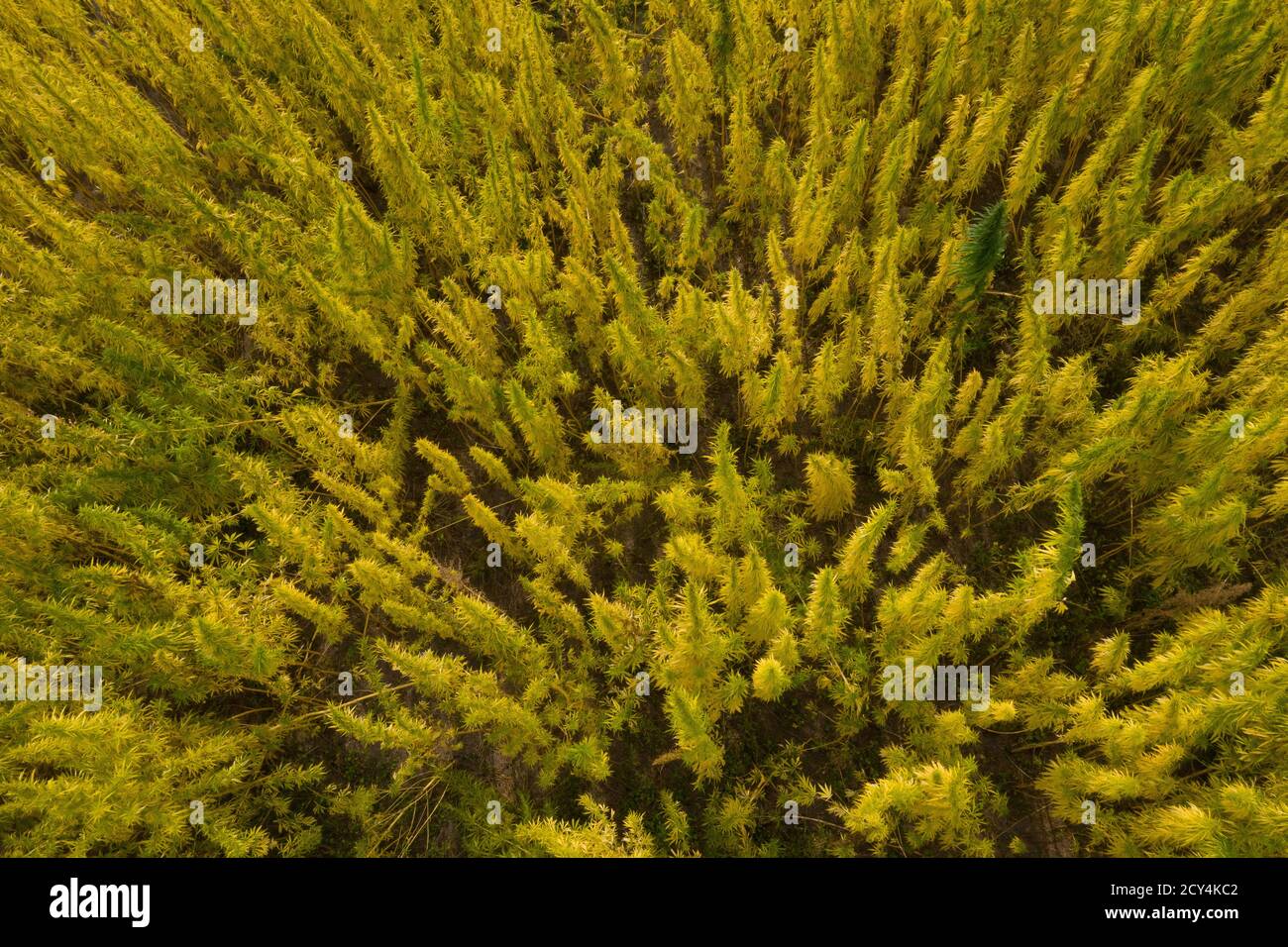 Fibre de chanvre Banque de photographies et d’images à haute résolution ...