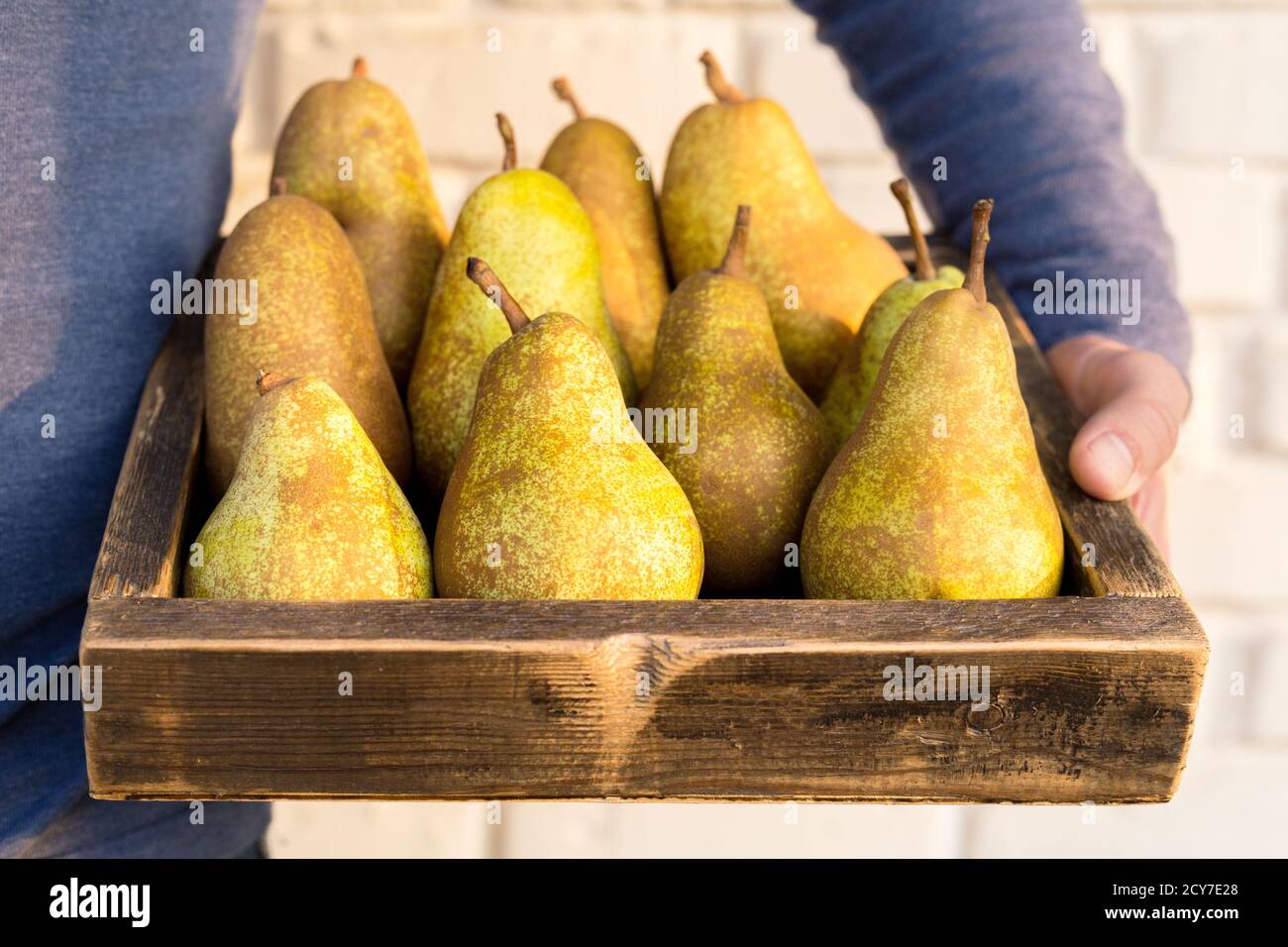 Les poires fraîches dans les mains. Poires juteuses savoureux dans la ...