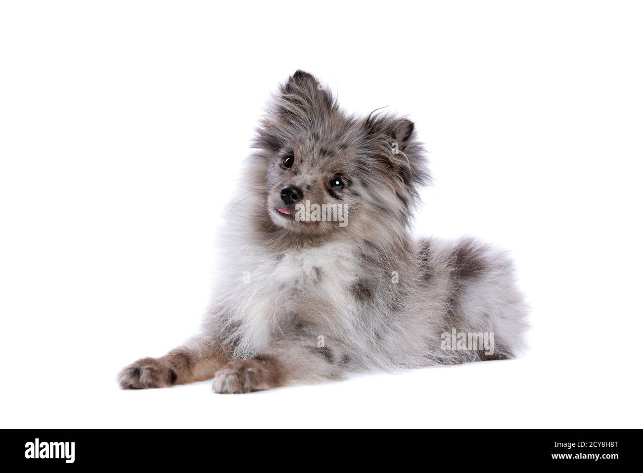 Chien pomsky Banque de photographies et d’images à haute résolution - Alamy