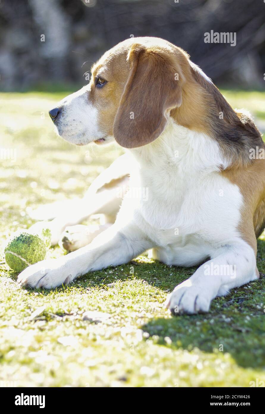 Plan vertical d'un jeune beagle tricolore allongé sur le herbe à côté ...