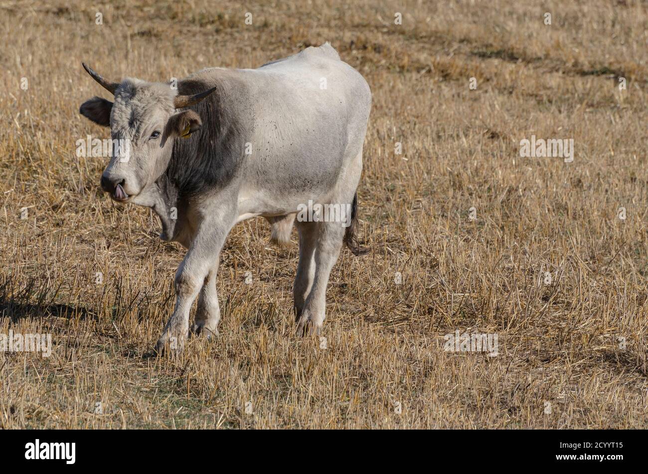 Races de vaches italiennes Banque de photographies et d’images à haute ...