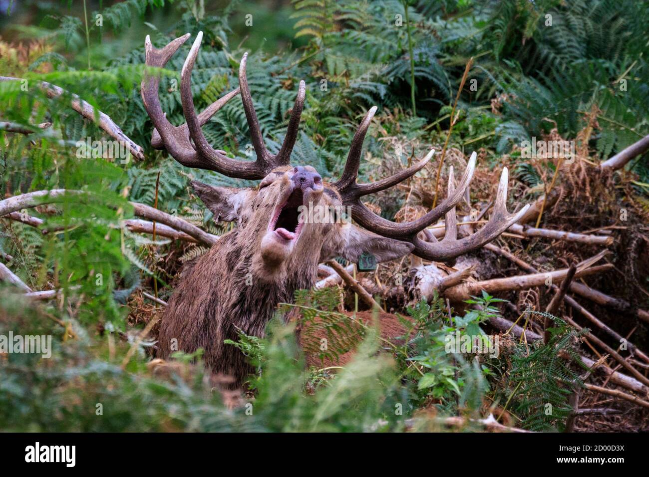 Cerf dans une forêt Banque de photographies et d’images à haute ...