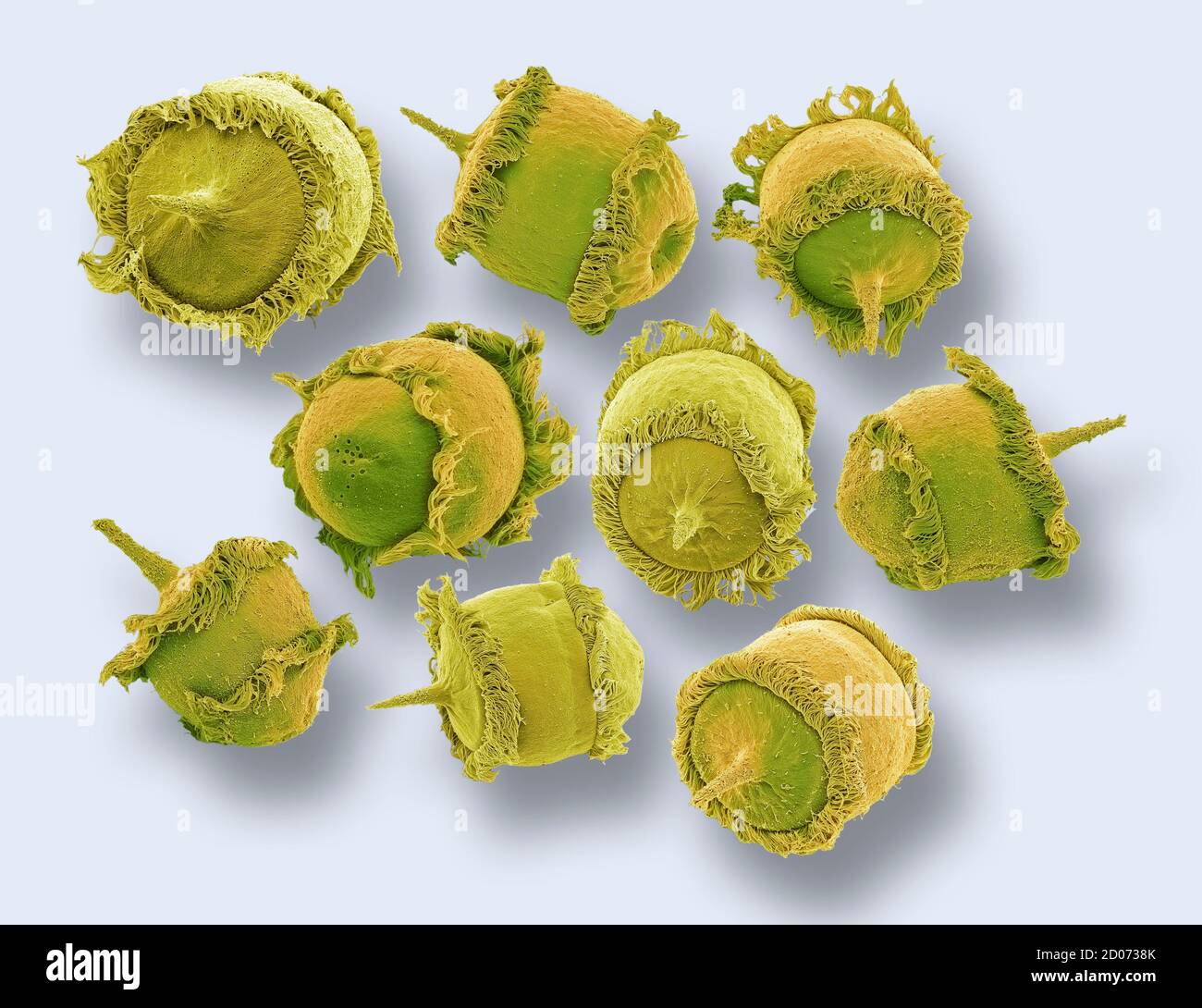 Didinium sp Banque de photographies et d’images à haute résolution - Alamy