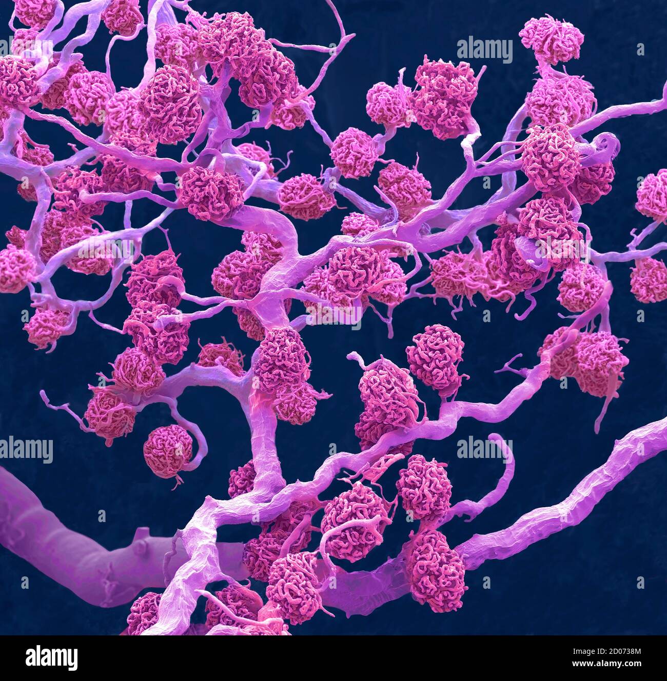 Kidney glomerulus anatomy Banque de photographies et d’images à haute ...