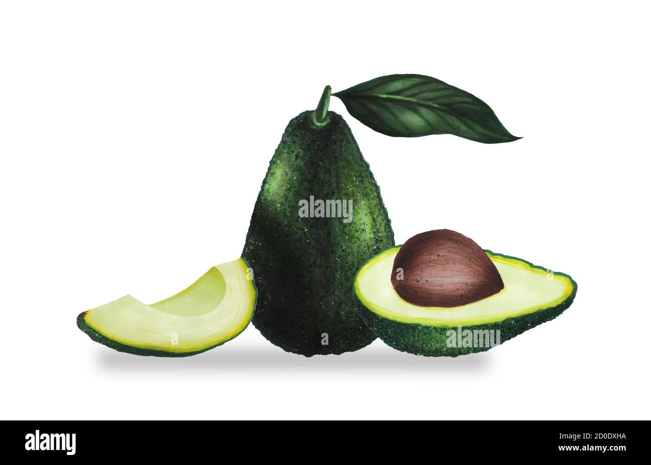 Avocat entier avec feuille isolée sur fond blanc. Dessin de la main de ...