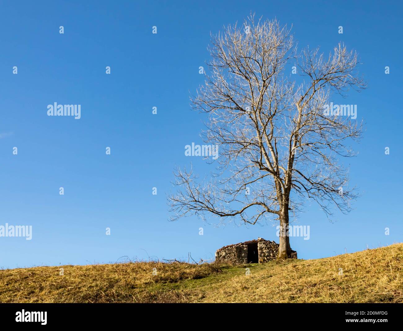 Arbre de berger Banque de photographies et d’images à haute résolution ...