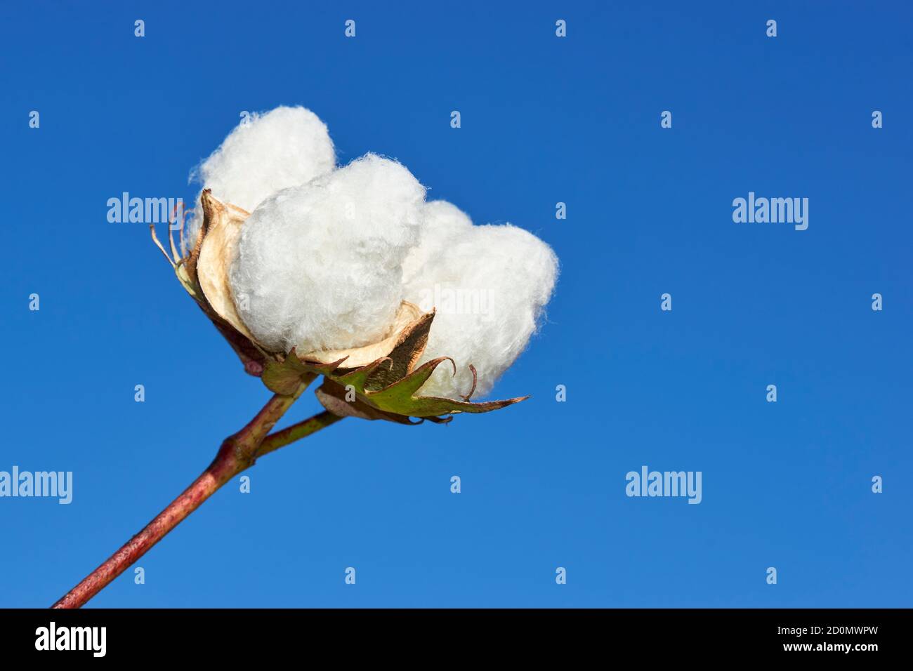 Culture coton Banque de photographies et d’images à haute résolution ...