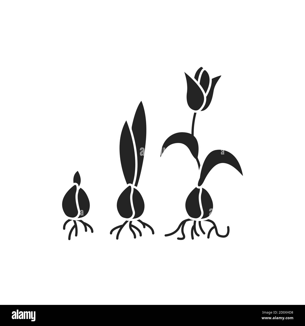 Reproduction par germination Banque d'images vectorielles - Alamy
