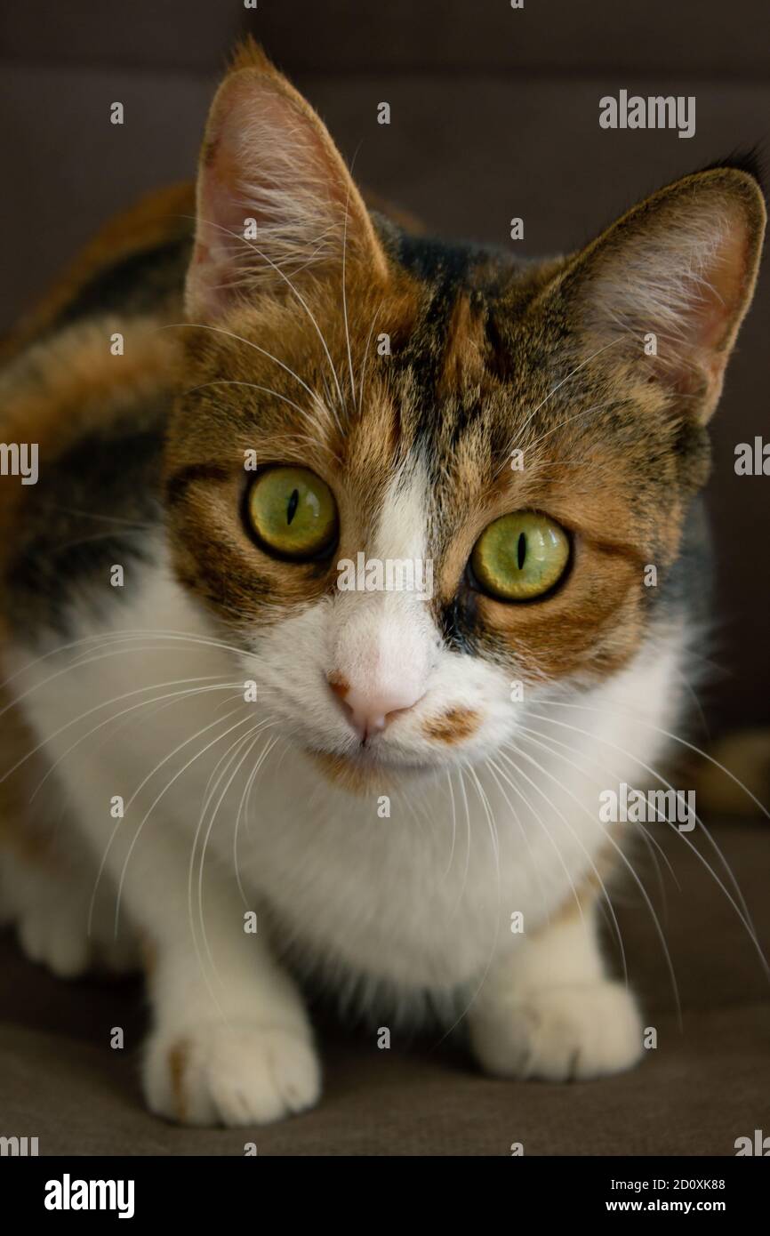 émotion positive chat Banque de photographies et d’images à haute ...