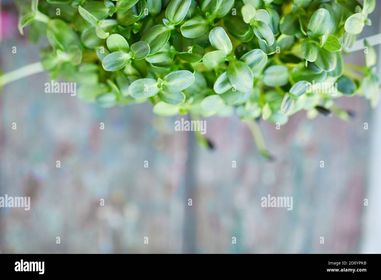 Gros plan du tournesol au basilic dans la boîte, germination des ...