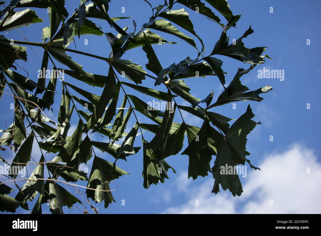 Arbre jaggery Banque de photographies et d’images à haute résolution ...