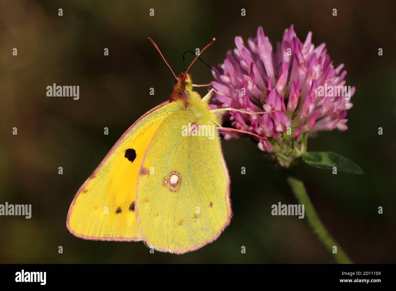 Papillons jaunes Banque de photographies et d’images à haute résolution ...