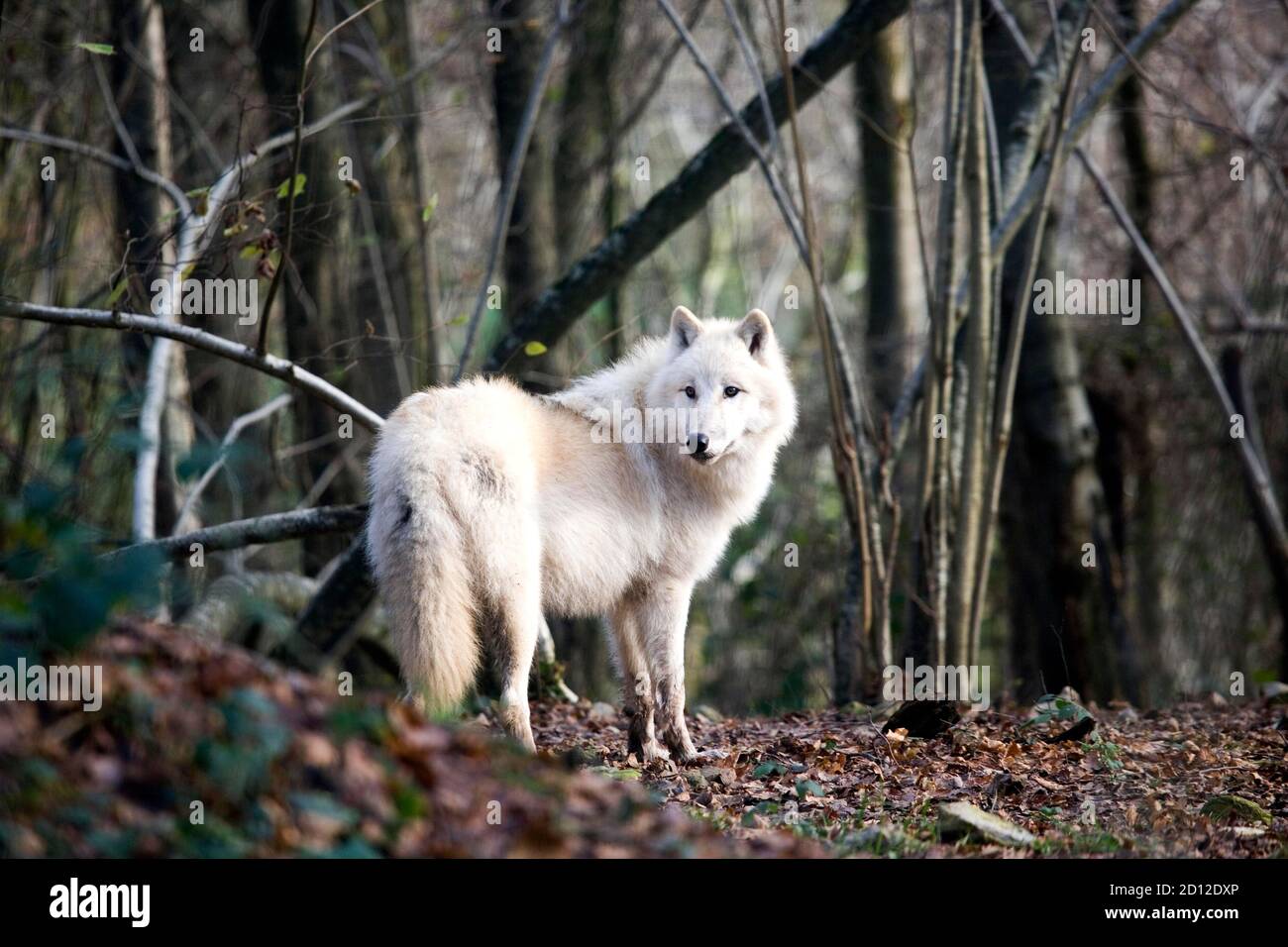 Loup arctique canis lupus tundrarum Banque de photographies et d’images ...
