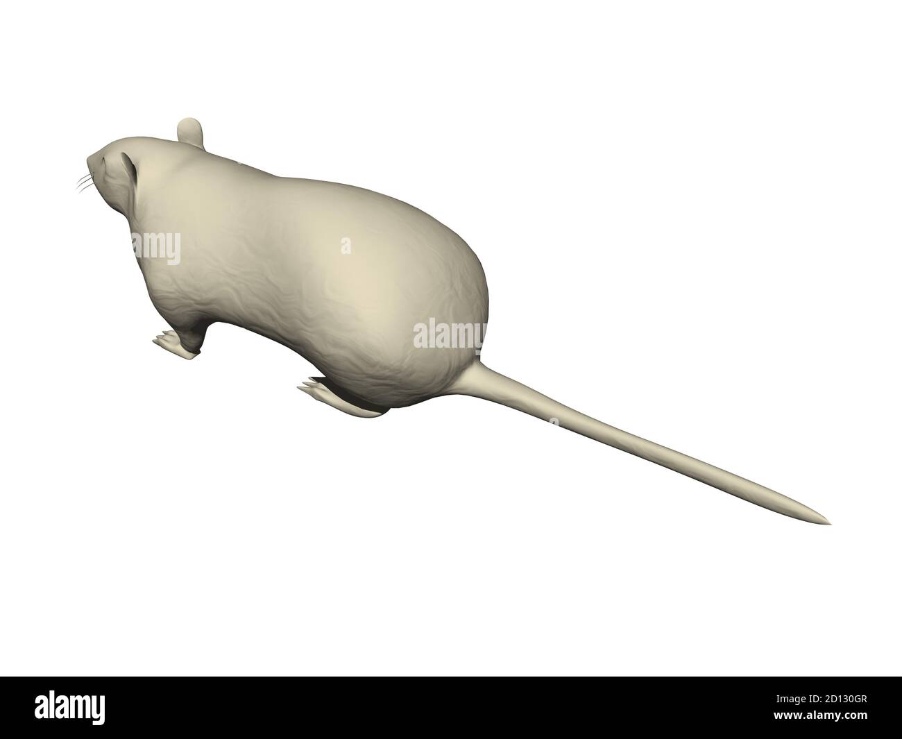 Rat de laboratoire Banque de photographies et d’images à haute ...