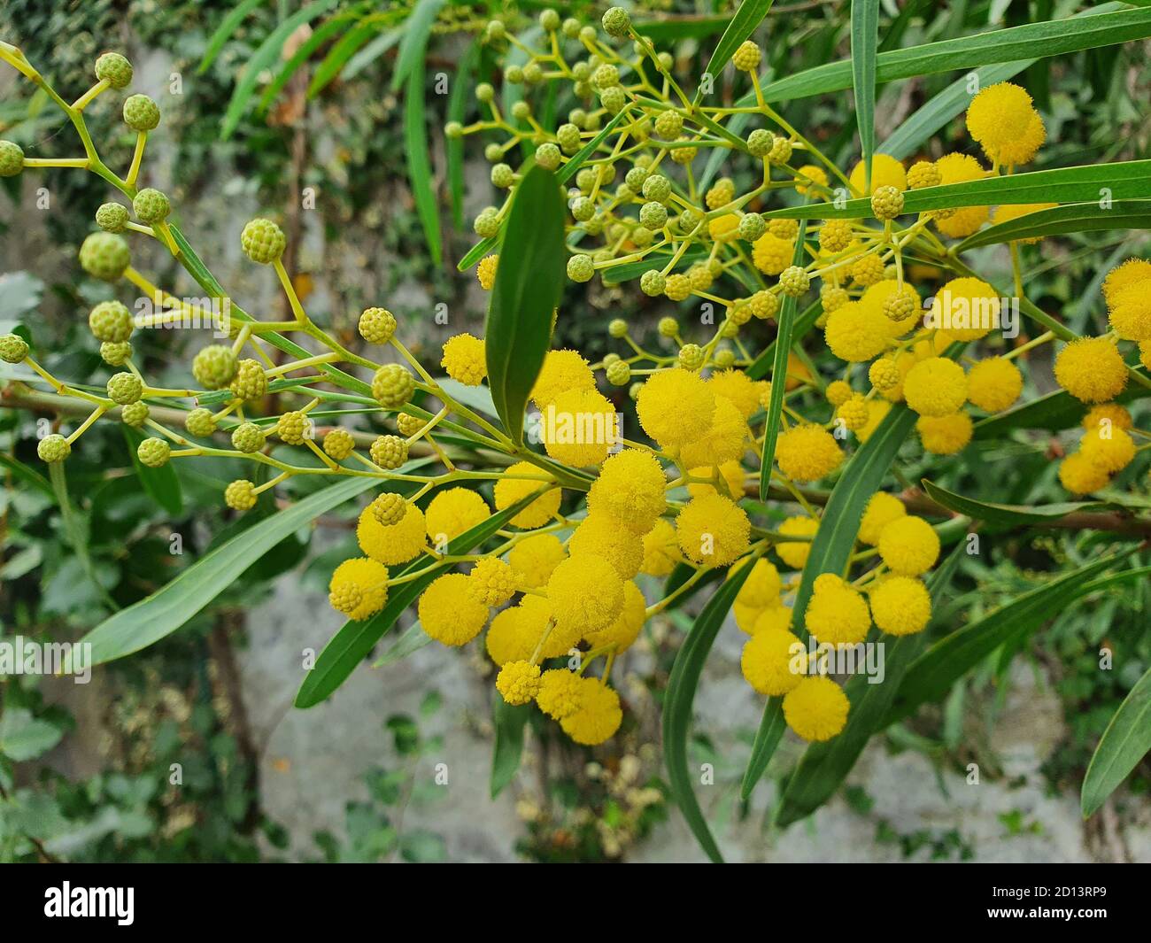 Mimosas en fleurs Banque de photographies et d’images à haute résolution - Alamy