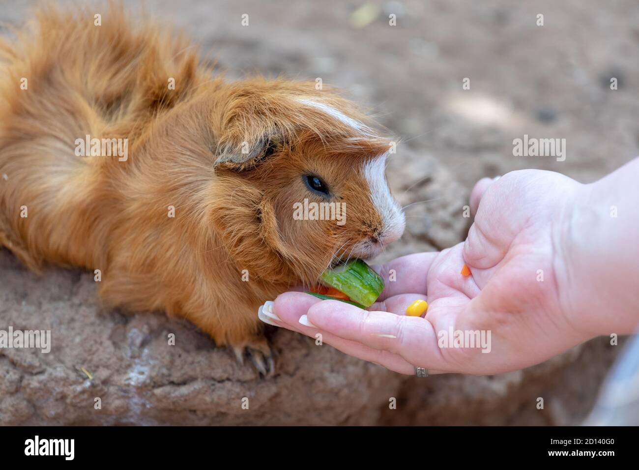 Cobaye humain Banque de photographies et d’images à haute résolution ...