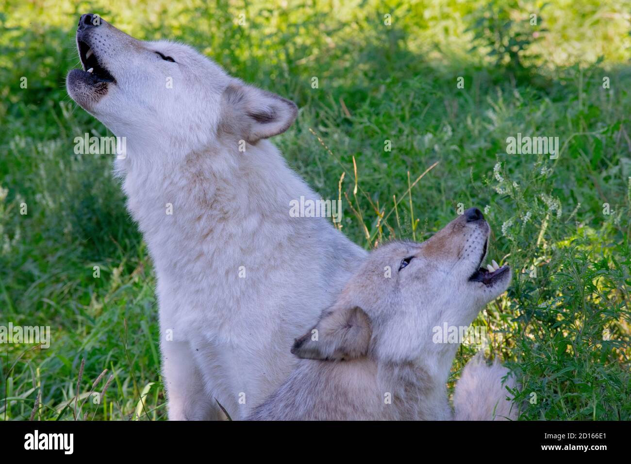 Loups hurlant Banque de photographies et d’images à haute résolution ...