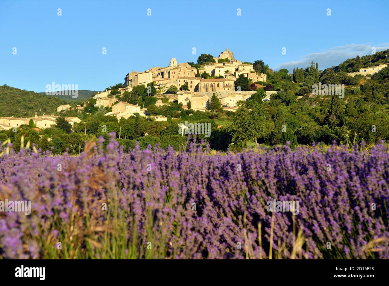 France, Alpes de haute Provence, Simiane la Rotonde, champ de lavande ...