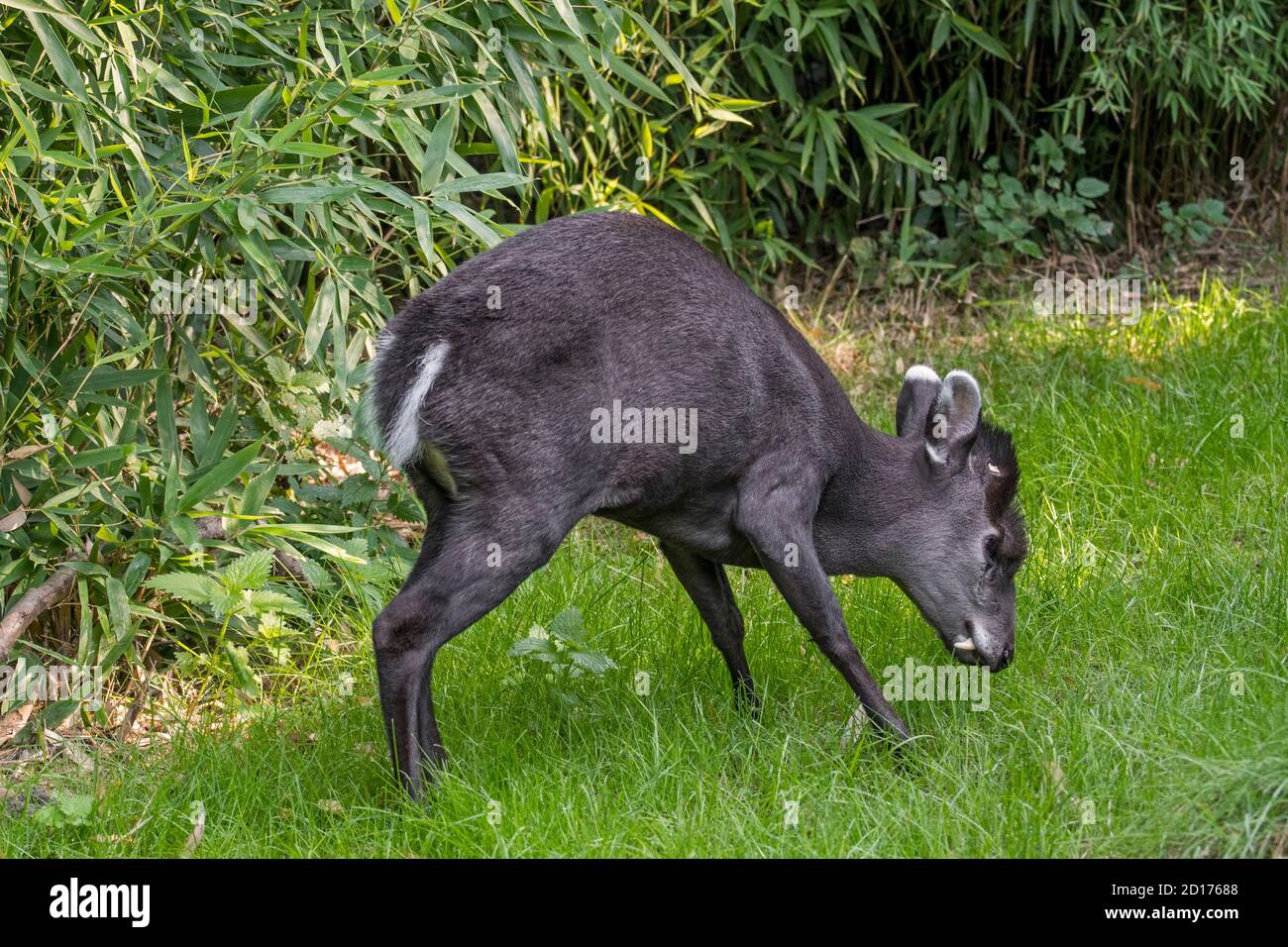 Cerf touffet elaphodus cephalophus Banque de photographies et d’images ...