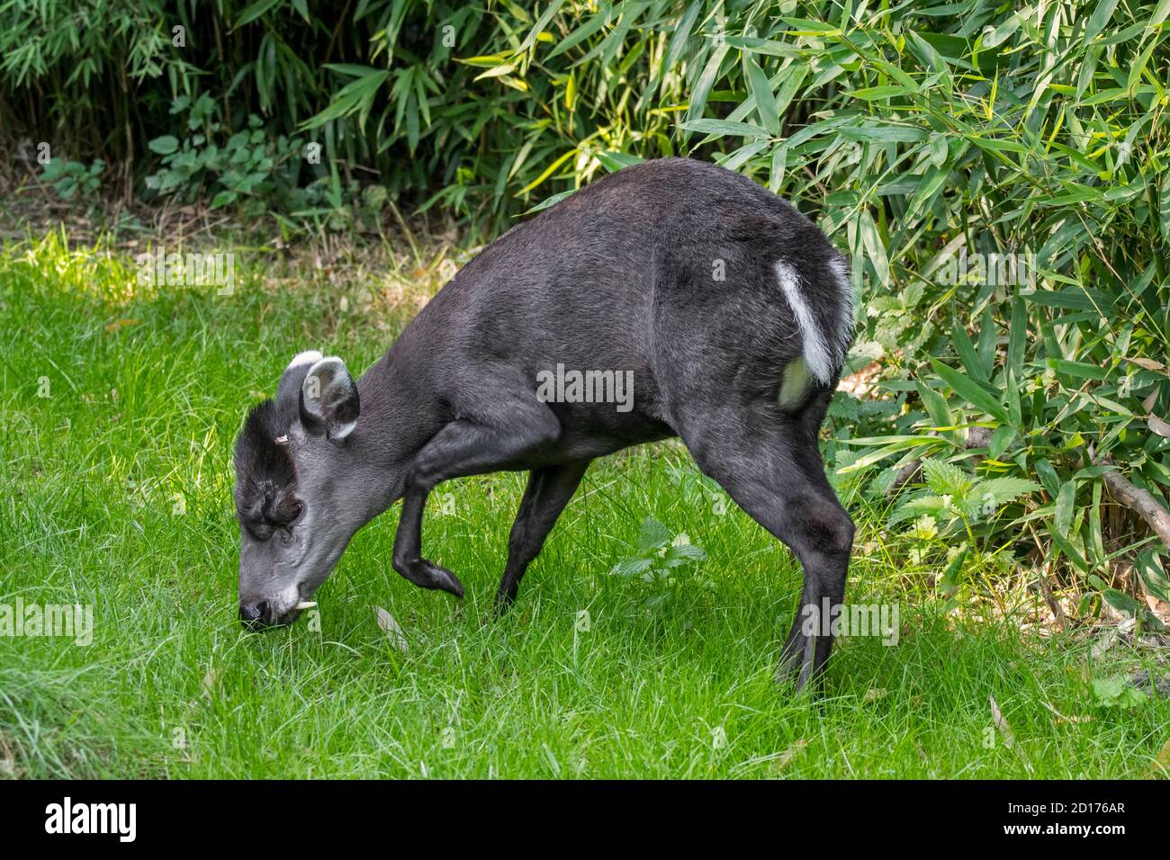 Cerf touffeté (Elaphodus céphalophus) mâle montrant des défenses ...