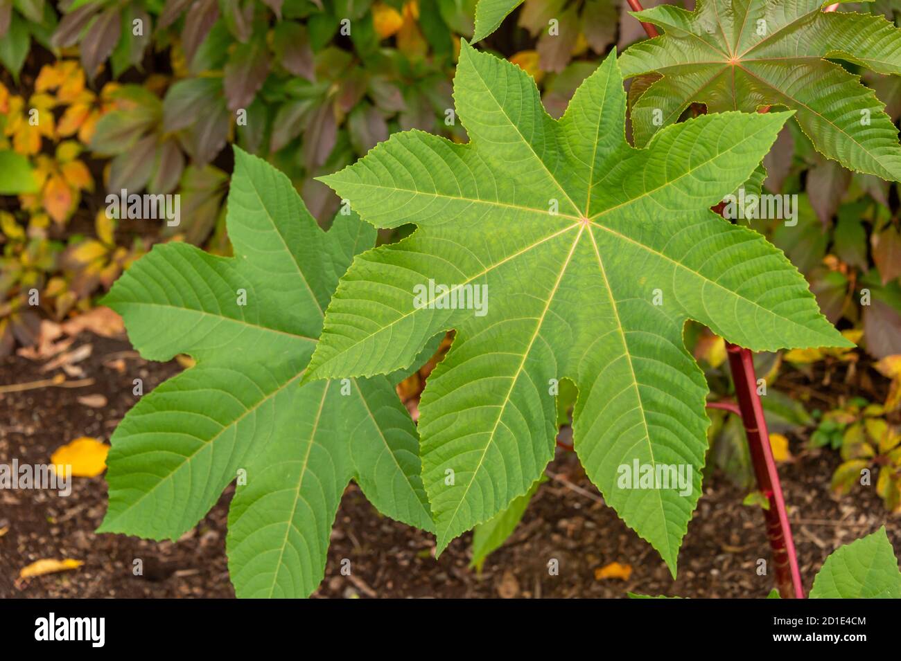 Rizinusbaum oder rizinus ricinus communis Banque de photographies et d ...