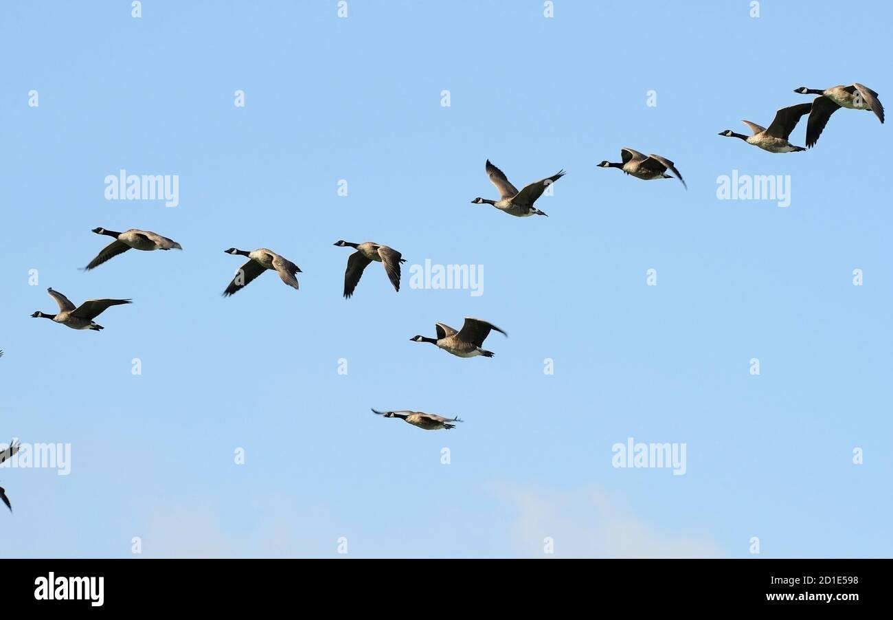 Bernaches du canada en migration Banque de photographies et d’images à ...