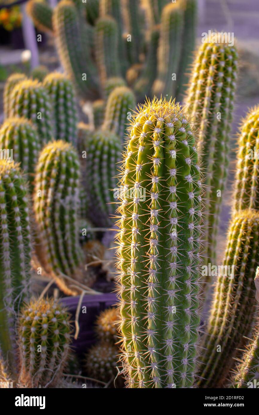 Le cactus haut et fin pousse dans une serre de jardin de jardin de ...