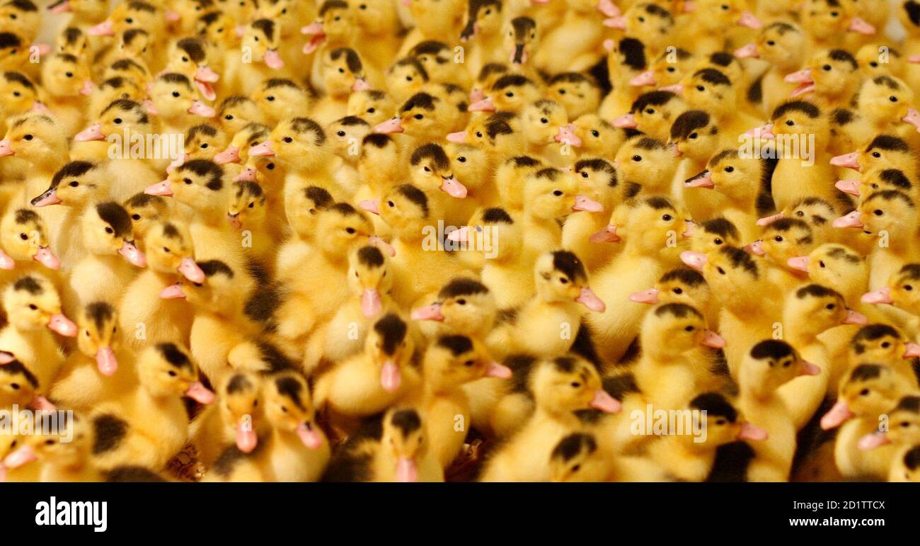 Des canards Mulard âgés de trois jours sont vus à l'intérieur d'une ...