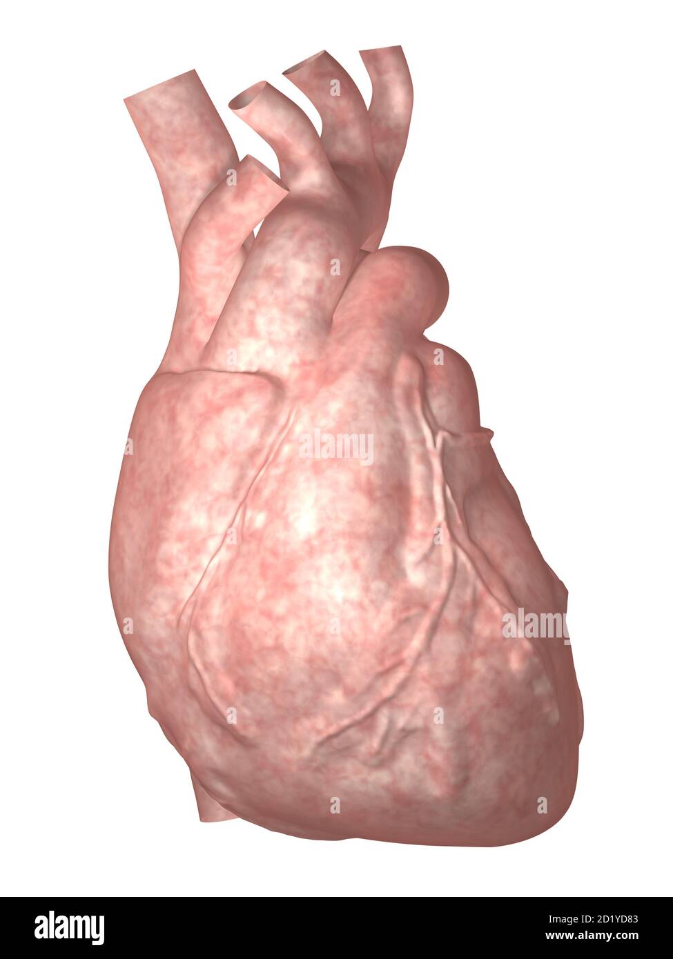 Anatomie coeur 3d Banque de photographies et d’images à haute ...