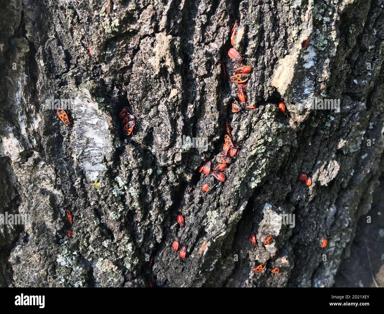 Famille de redbugs Banque de photographies et d’images à haute ...