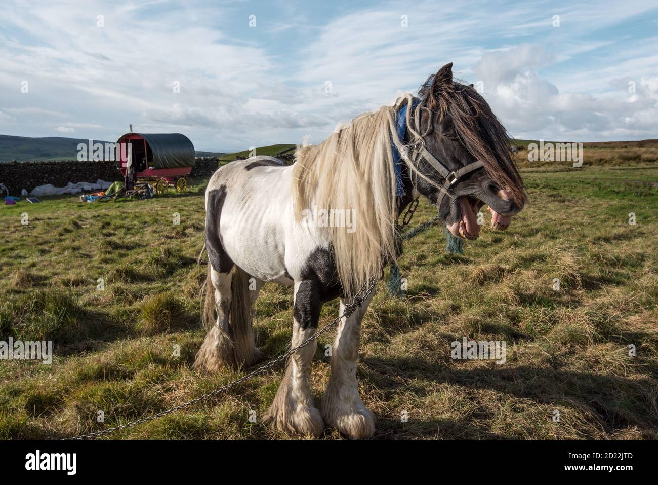 Cheval pie Banque de photographies et d’images à haute résolution - Alamy