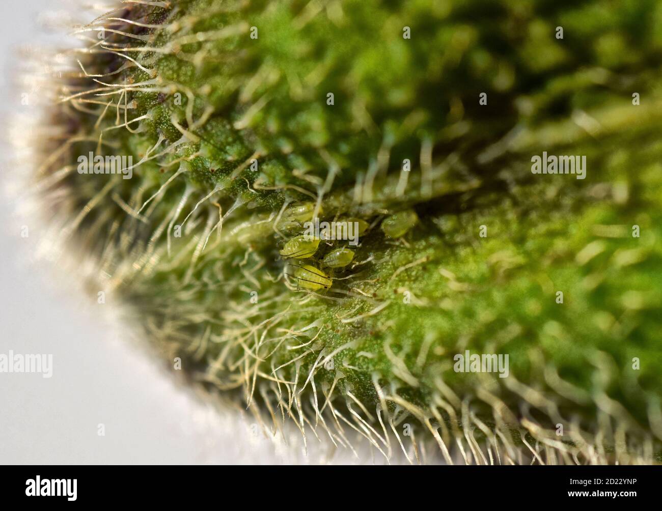 Mouche verte Banque de photographies et d’images à haute résolution - Alamy